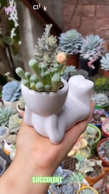 30 Most Popular Crassula Succulent Pictorial Guide Artofit