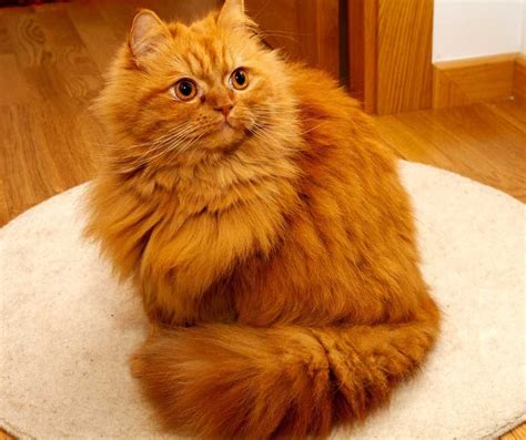 Kucing Parsi Oren Gambar Semuanya Tentang Kucing