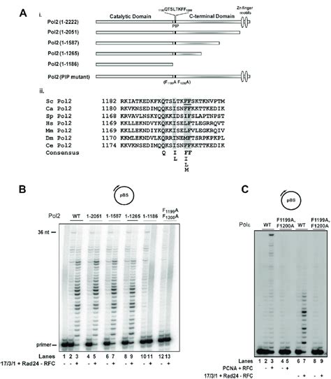 A Single Pip Domain In Pol2 Mediates Binding Of Polε To Both The 17 3 1