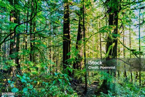 밴쿠버 아일랜드자연의 아름다움 아바타 숲 1에서 밝은 햇빛으로 멋진 겨울 고 대 숲 풍경입니다 0명에 대한 스톡 사진 및 기타 이미지 Istock