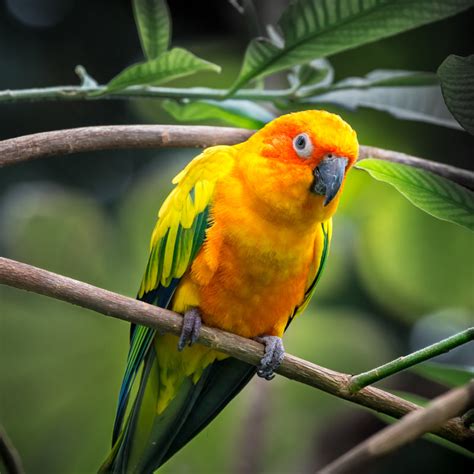 Parrot