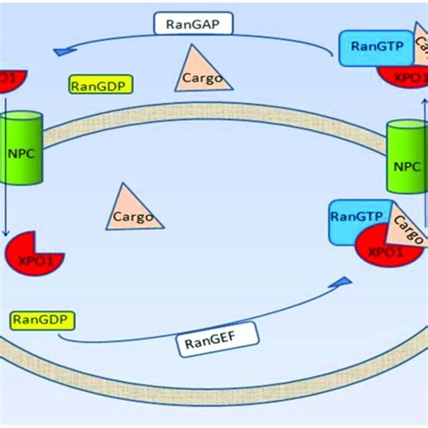 Schematic Representation Of The Nucleocytoplasmic Transport The Npc