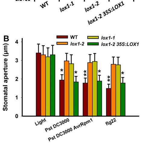 Stomatal Defense And Stomatal Closure Responses Of Lox1 Mutant Lines