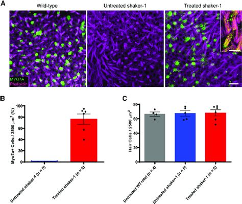 Dual Av8y733f Myo7a Vectors Restore Myo7a Expression In Transduced