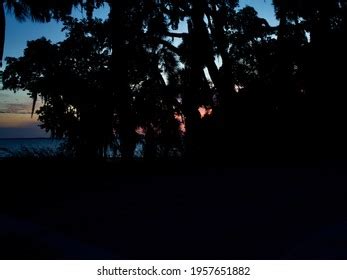 20 Tree Sillouhette Images Stock Photos Vectors Shutterstock