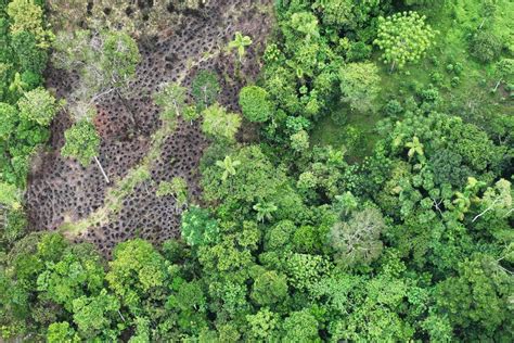 Oil Palm And Balsa Plantations Trigger Deforestation In Ecuadorian Amazon South Africa Today