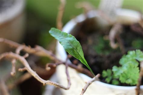 Как ухаживать за эпифитным папоротником микрограмма? - FLOWERS