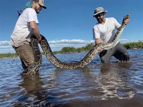 A Python Invasion Has Exploded Out Of The Everglades Wusf Public Media