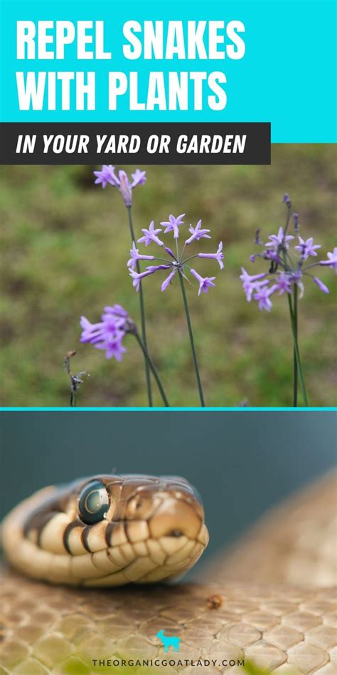 9 Plants That Repel Snakes The Organic Goat Lady Keep Snakes Away