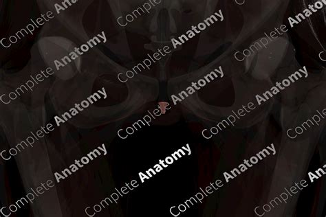 Female Urethra Complete Anatomy