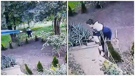 Video O femeie surprinsă în timp ce fură flori dintr o curte din sectorul Râșcani al capitalei