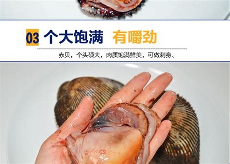 鲜赤贝图片 海鲜赤贝图片 赤贝图片 第8页 大山谷图库