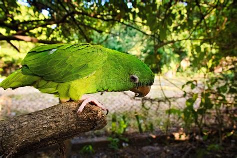 Curious White Eyed Parakeet Perching On Dead Tree Branch In Its Aviary