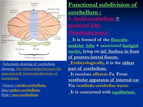 Ppt General Features Of Cerebellum Powerpoint Presentation Free Download Id 355355