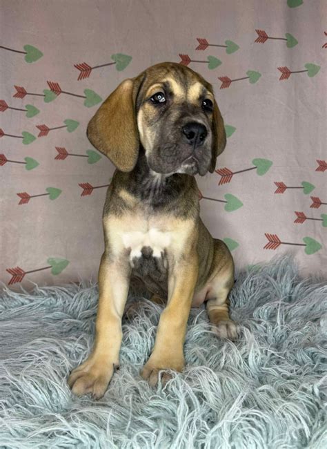 Akc Full Euro Female Fawn Great Dane Great Dane Puppies For Sale In