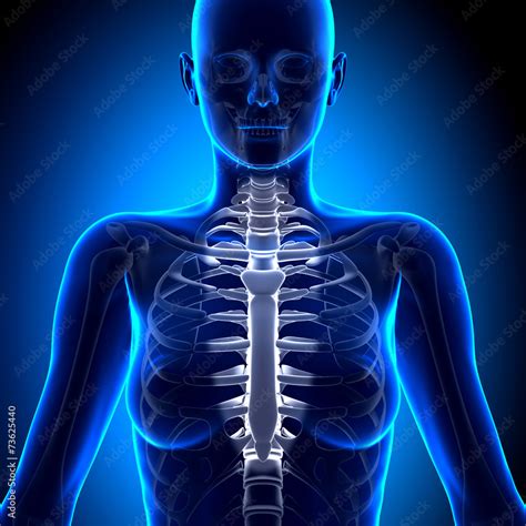 Female Sternum Anatomy Bones Stock Illustration Adobe Stock
