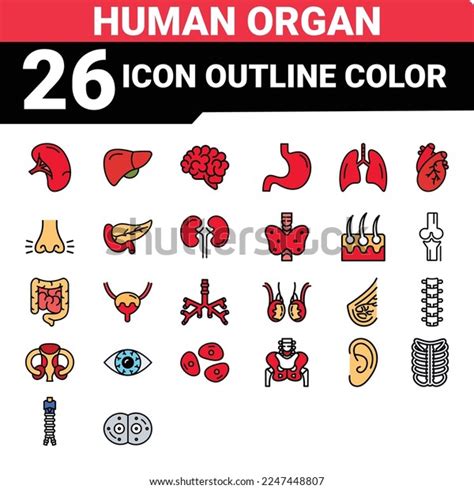 Organ Icon Vector Art Icons Graphics Stock Vector Royalty Free