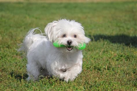 Maltese Breeders In Ontario Best 5 Choices