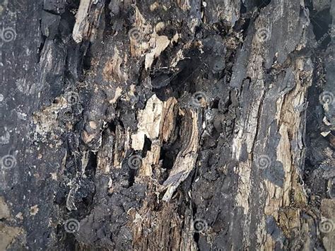 Unidades Da Textura Do Córtice E Do Corte De Uma árvore Abatida Foto De Stock Imagem De