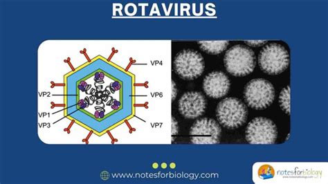 Rotavirus Classification Structure Composition And