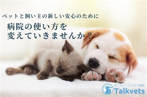 オンラインで手軽に獣医師に相談！リワーディング「オンラインどうぶつ病院talkvets」