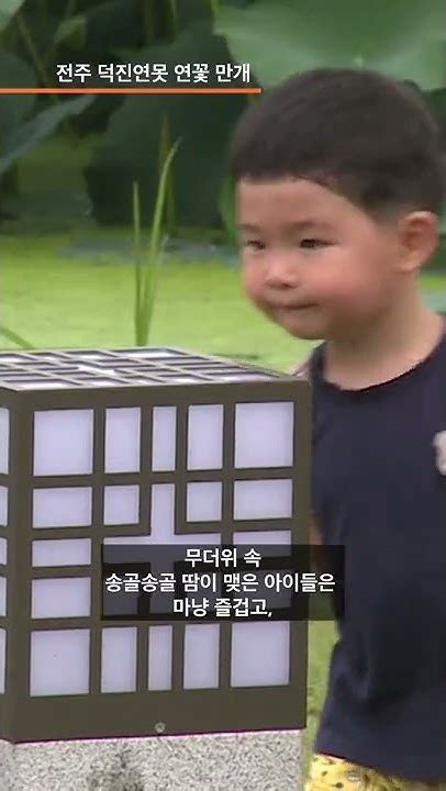 그 옛날 소녀 감성 자극 덕진연못 연꽃 만개 Shorts Youtube