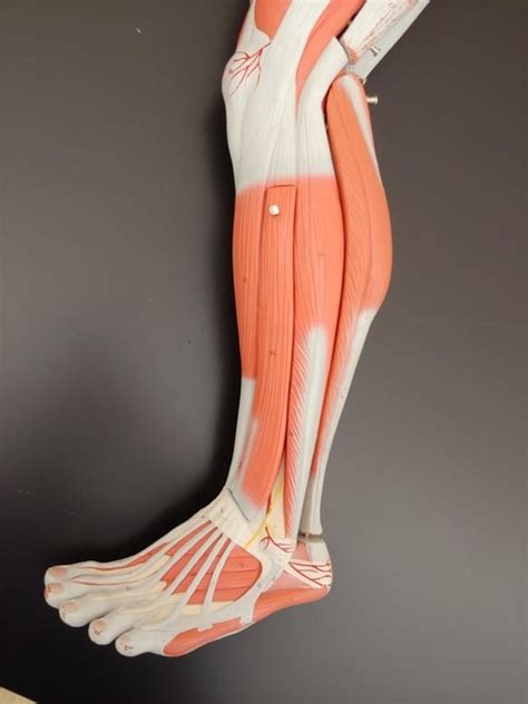 Lower Leg Lateral Diagram Quizlet