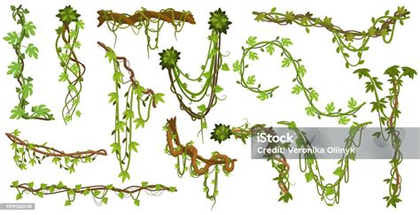 熱帶掛藤叢林利亞納攀爬植物野生雨林藤枝與葉子隔離載體插圖集利亞娜異國情調的分支向量圖形及更多木本藤蔓圖片 木本藤蔓 攀登 戶外活動