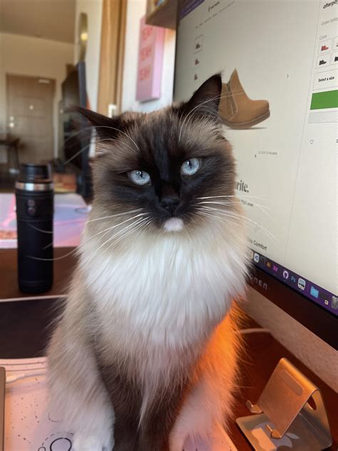 My Pretty Eevee R Supermodelcats