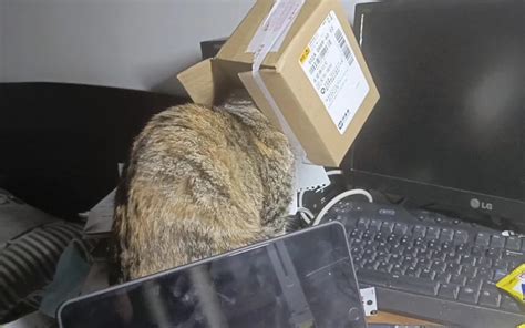 纸盒小猫小猫把头钻到快递盒里拿不出来了哈哈哈哈 哔哩哔哩