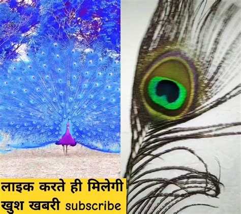 जी श्री कृष्णा Krishna Janmashtamispecial Morpankhi मोरपंख Youtube