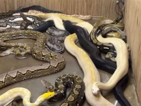 Viral Video Woman Carries A Python Wrapped Around Her Body