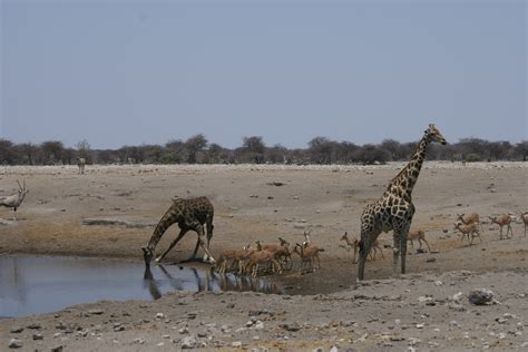 Free Images Adventure Wildlife Africa Mammal Drink National Park