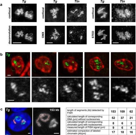 structure and compaction of tls a the internal structure of tg and ttn