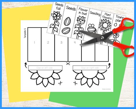 Plants Life Cycles Foldable Science Activities Apple Pumpkin Etsy Uk