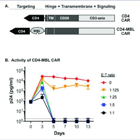 Typical Molar Tooth” Morphology Of Actinomyces Israelli Colonies From