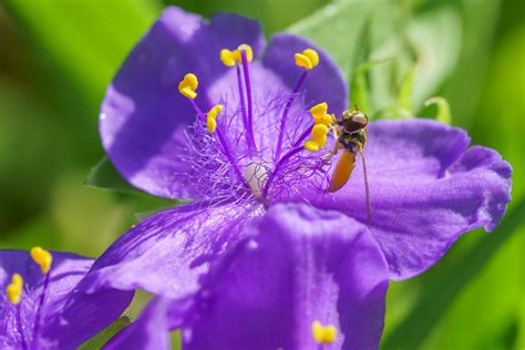 Giant Spiderwort