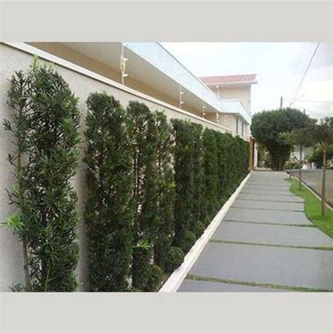 Podocarpo Como Plantar E Cuidar Ideias Para Seu Jardim Artofit