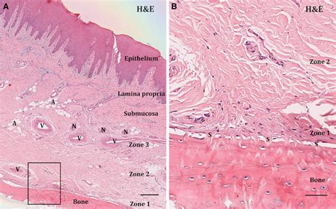 Hard Palate Histology Oral Cavity Histology