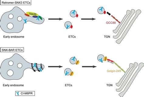 Evidence For Two Independent Types Of Etc Responsible For The