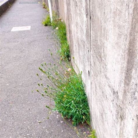 小さな可愛いポピーではない、繁殖力強く素手で触るとかぶれるナガミヒナゲシ 1944