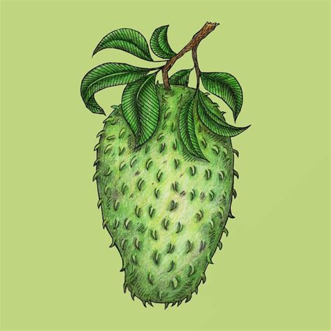 Premium Vector Soursop Fruit Vector Illustration Design Png