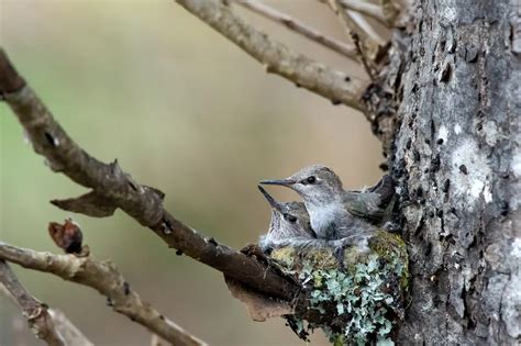 Hummingbird Reproduction Lifecycle Eggs And Mating Rituals