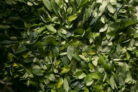 Organic Plantation Of Coca Plants In The Peruvian Jungle Stock Image Image Of Color Leaf