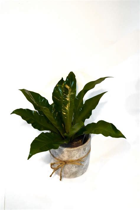 Birds Nest Fern Manly Flower Boutique Shop