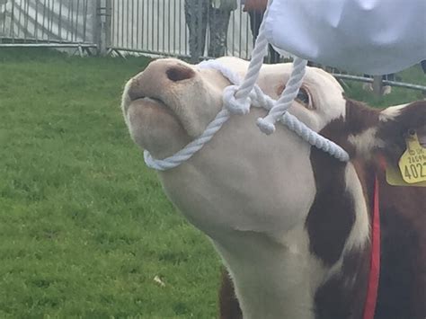 Subconjunctival Injection In Cows Bovis Vetlexicon