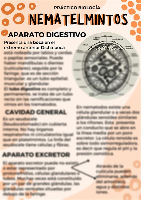 SOLUTION Pr Ctico Completo Nematelmintos Studypool