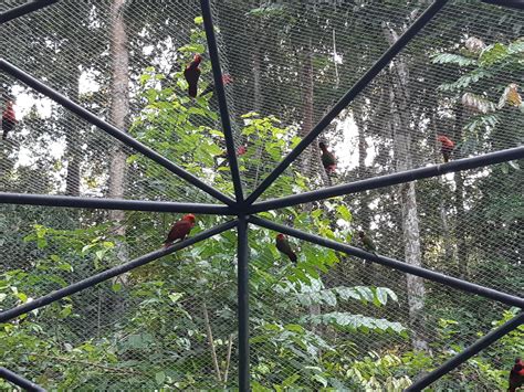 Penyelundupan Ratusan Satwa Endemik Dari Papua Digagalkan Kompasid