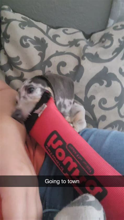 A Doxie And Her Toy R Dachshund