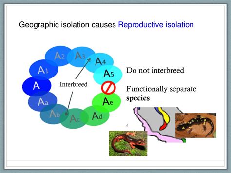 ppt selection causes microevolution powerpoint presentation free